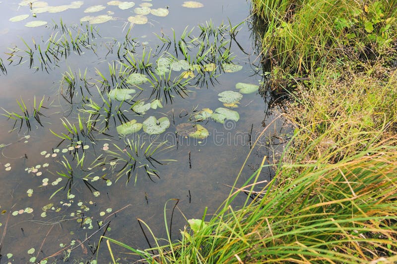 Pond stock image. Image of light, floor, algae, lake - 77409331