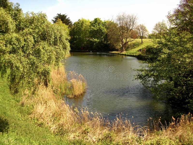 Pond in local park stock image. Image of local, pond - 236397845