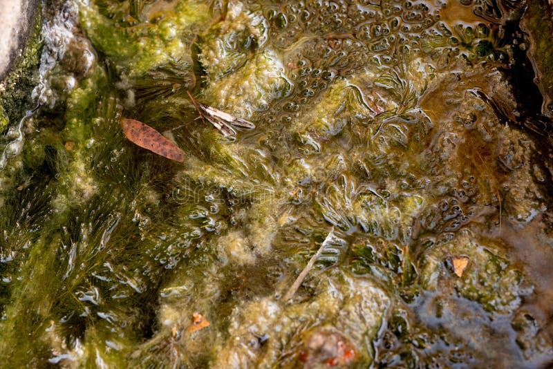 A Pond with Lots of Algae. Close Up Stock Photo - Image of ocean, marsh ...