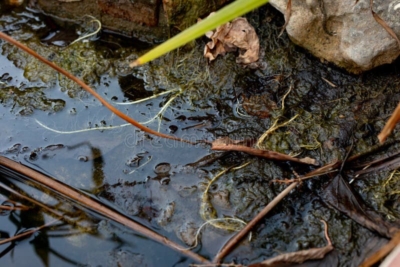 A Pond with Lots of Algae. Close Up Stock Photo - Image of organic ...