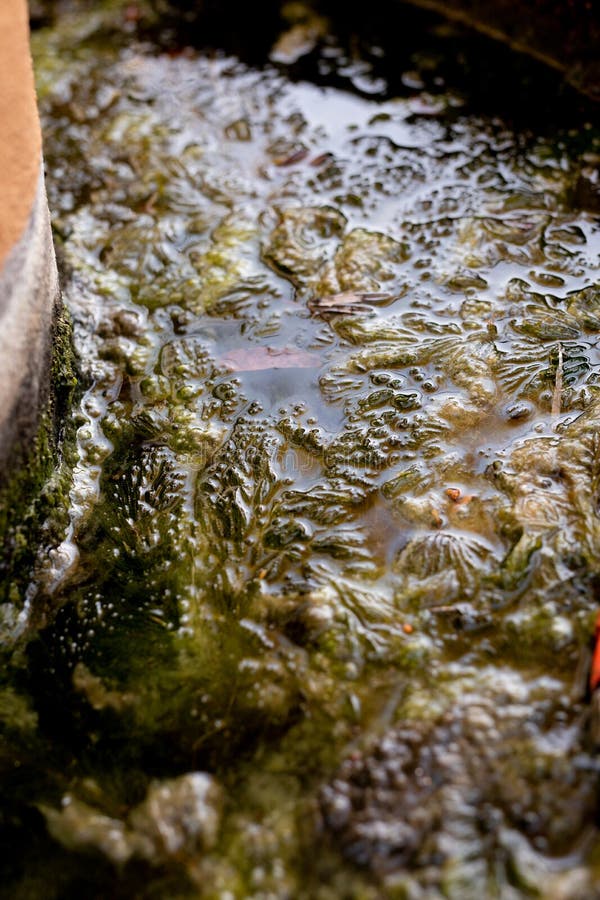 A Pond with Lots of Algae. Close Up Stock Photo - Image of hobby, close ...