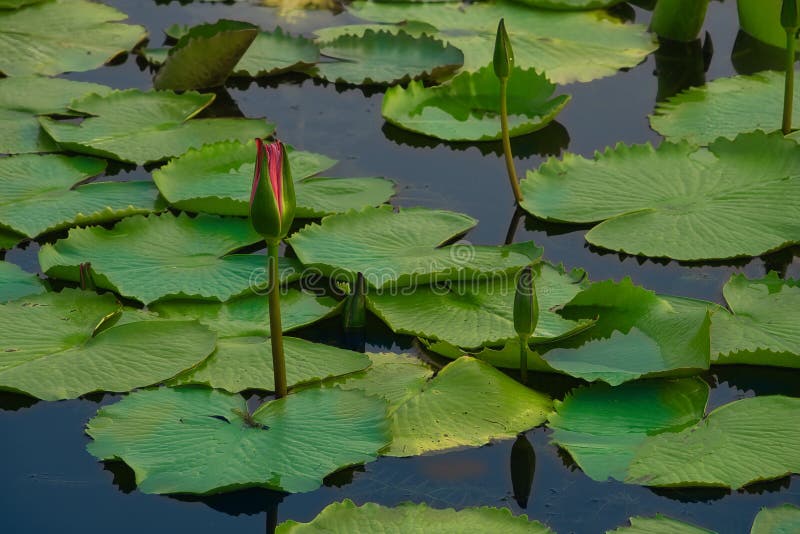 A Pond with Lotus Leaves and Two Lotus Flowers Stock Photo - Image of ...