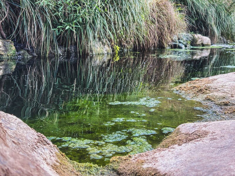 Pond with Lush Greenery and Reflective Water Surface. Pond Water with ...