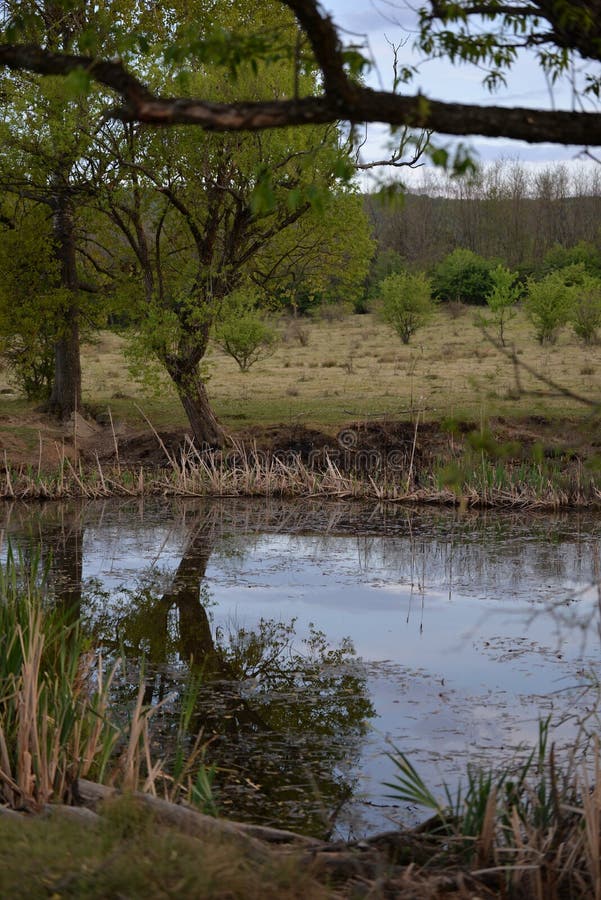 Pond in the Meadow with Willows Stock Image - Image of field, pond ...