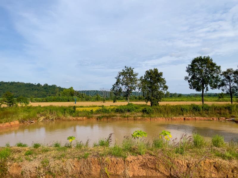A Pond in the Middle of the Rice Field. Stock Image - Image of ...