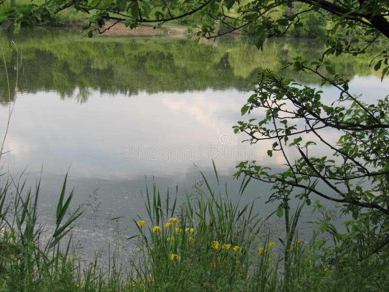 Pond mirror stock photo. Image of leaf, crystal, pond - 94469434