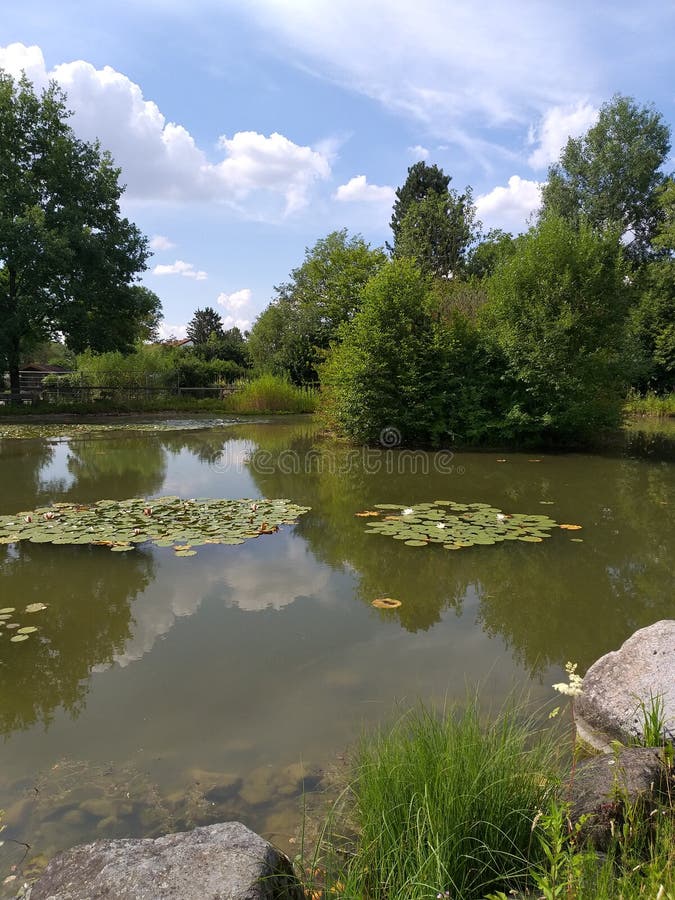 Pond N the Park. Summer. Water Lilies Stock Photo - Image of water ...