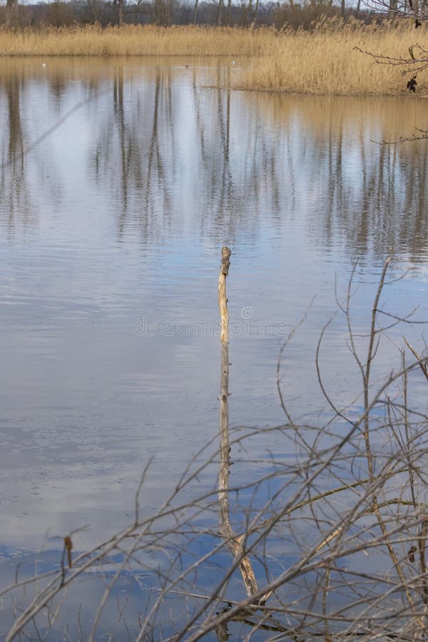 A Pond Near Which Branches Fall into the Water Stock Image - Image of ...