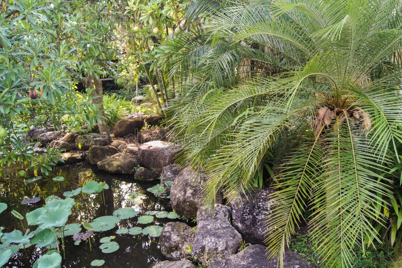 Pond and palm tree stock photo. Image of lush, pond, green - 52290116