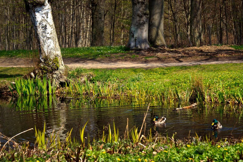 Pond in a park stock photo. Image of colorful, environment - 32626406