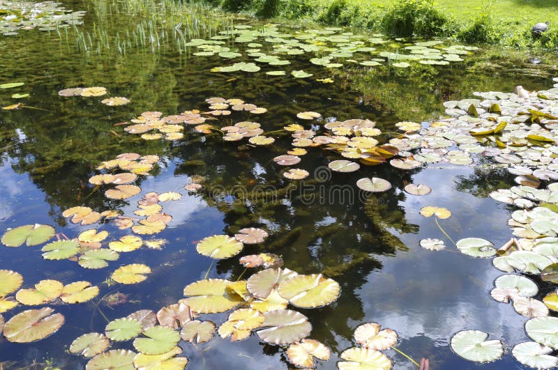 Water lilies in the pond stock photo. Image of beauty - 178367162