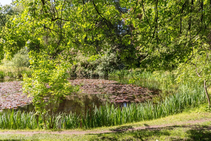 Pond in the park stock photo. Image of green, beautiful - 151804820