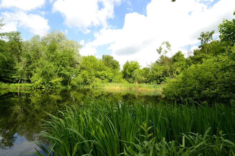 Pond in the Park stock image. Image of park, plant, landscape - 142569653