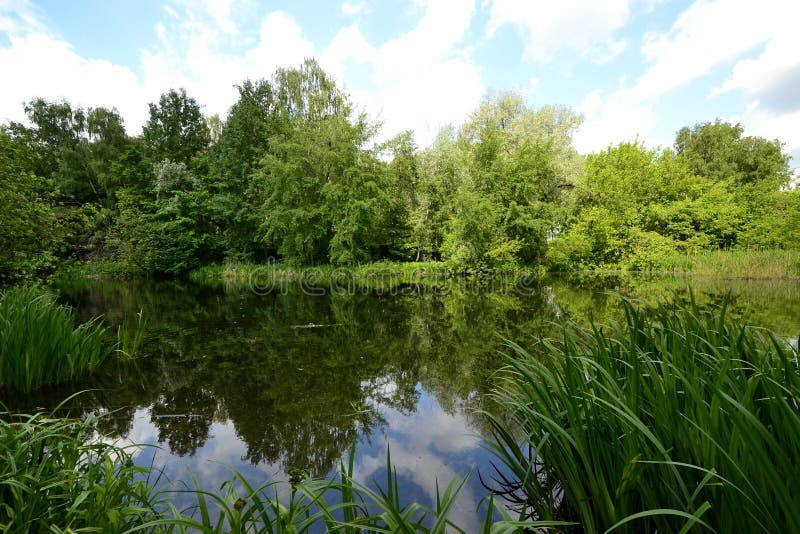 Pond in the Park stock photo. Image of tree, green, lake - 140541648