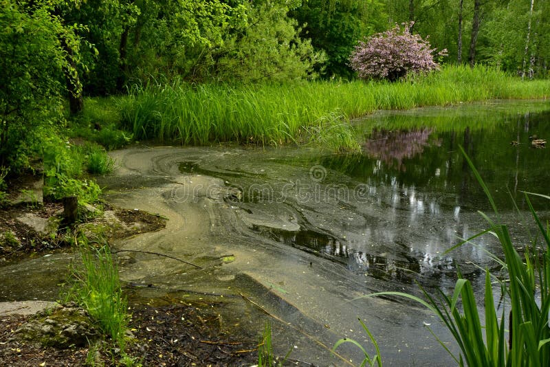 Pond in the Park stock photo. Image of tree, green, lake - 140541648