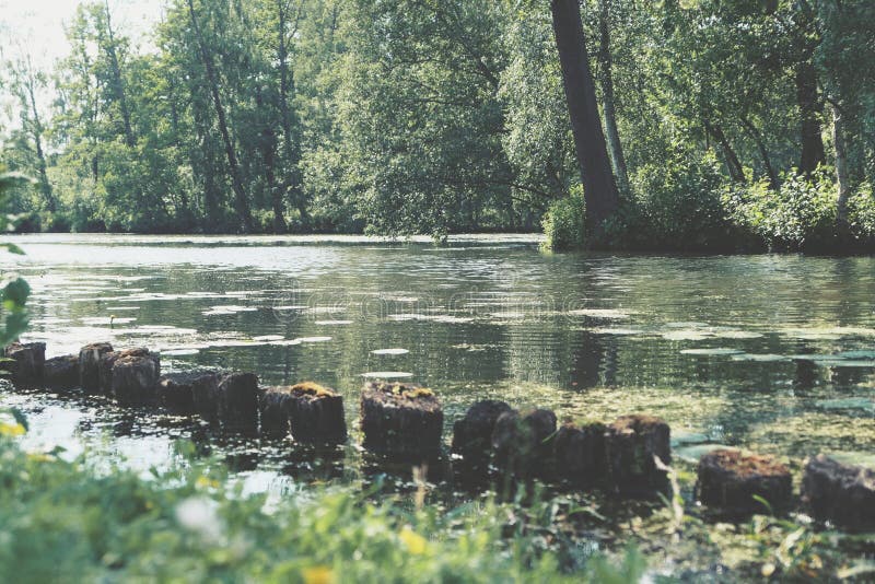 Pond in park during summer stock photo. Image of wetland - 258442168