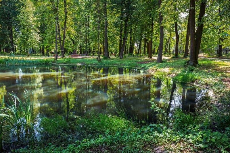 Pond in the park in summer stock image. Image of park - 137187055