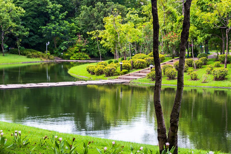 Pond in the park. stock photo. Image of green, duck - 101158716