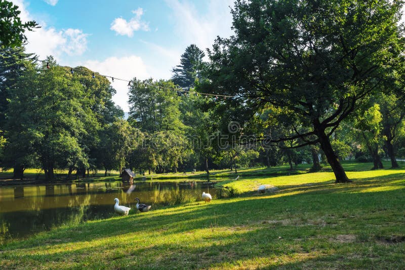 Pond in the park stock image. Image of pond, season - 278684943