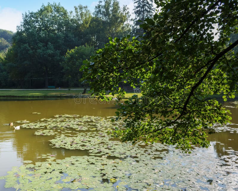 Pond in the park stock photo. Image of ecology, relax - 267298464