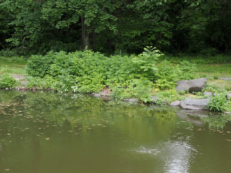 The Pond in the Park is Very Peaceful. Stock Image - Image of park ...