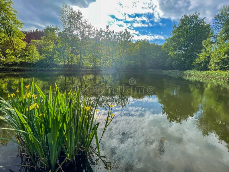 Pond Plant Blooms in Spring Stock Photo - Image of pseudacorus ...