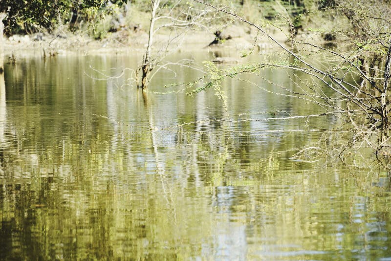 Pond, Plant and Water Reflection Stock Image - Image of reflection ...