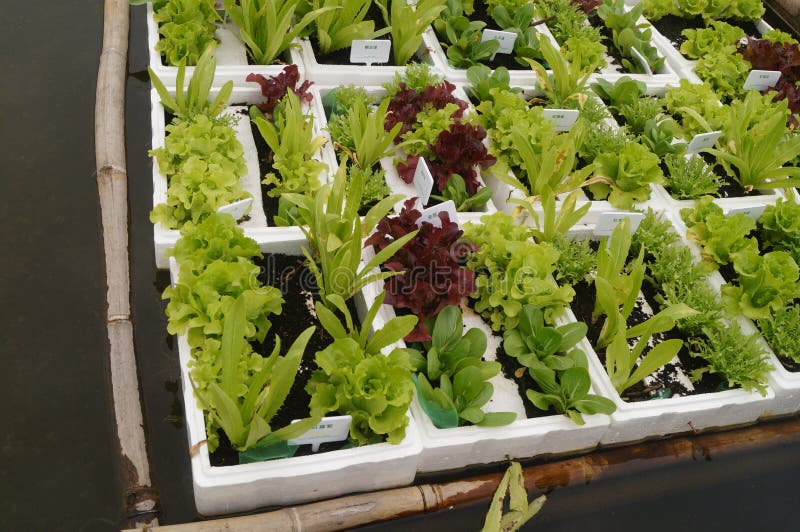 161 Egetables Photos - Free & Royalty-Free Stock Photos from Dreamstime