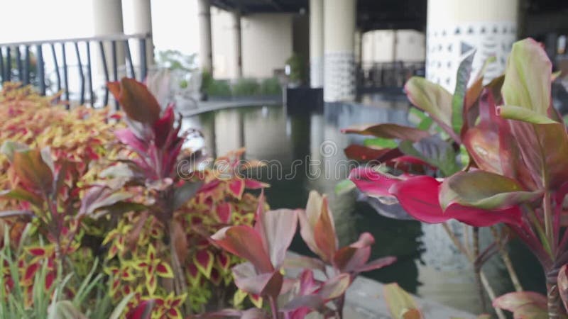 A Pond with Plants and a Building with Columns Stock Video - Video of ...