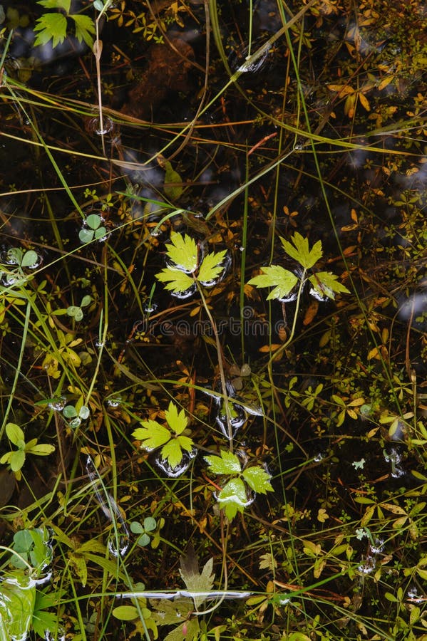 Pond plants stock photo. Image of abstract, green, reflection - 57571870