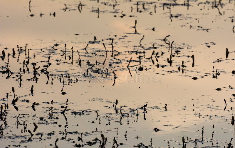 Pond Plants Sihouette stock image. Image of lake, silhouette - 34145199