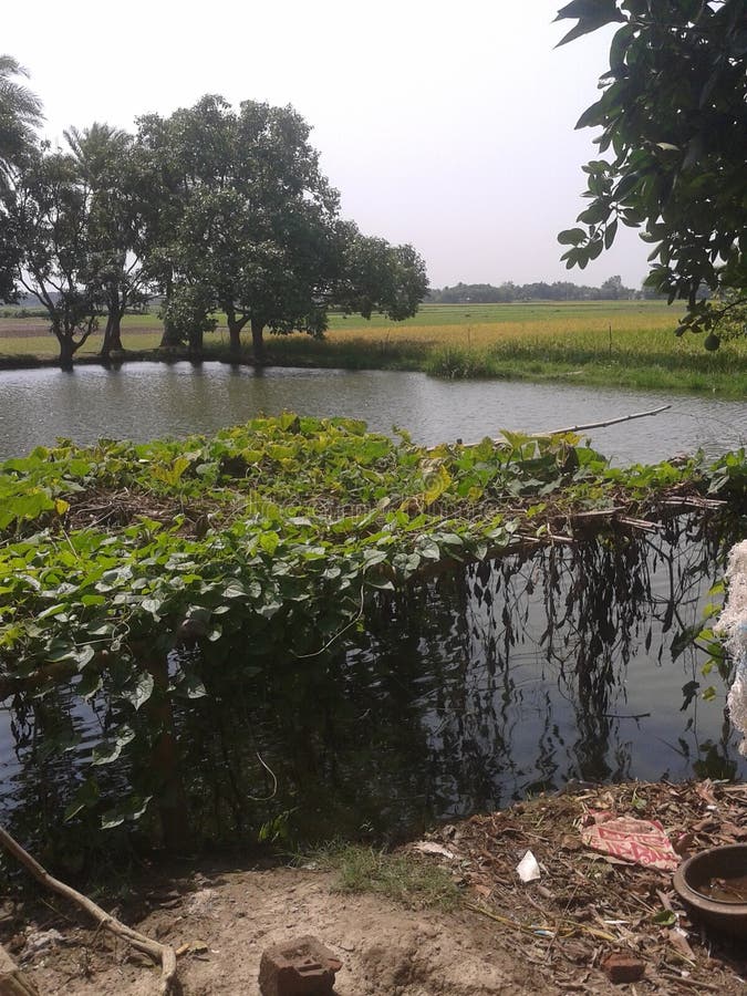 Pond stock photo. Image of pond, field, paddy, tree - 130296428