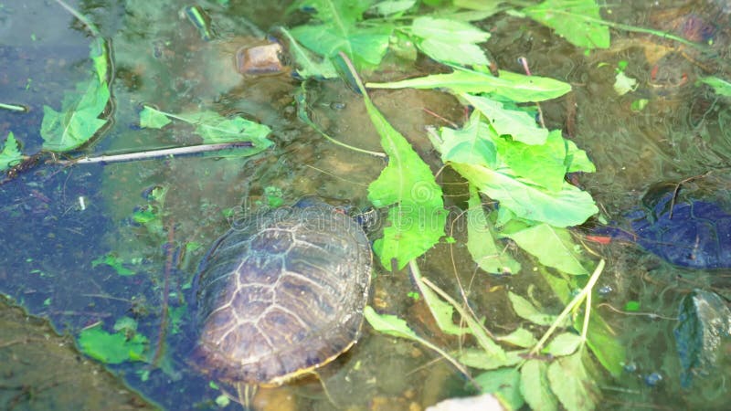 A Pond with Red-eared Turtles in the Park. Stock Footage - Video of ...