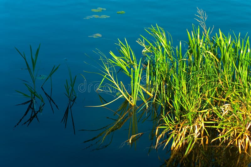 Pond reed stock image. Image of protect, landscape, green - 3653571