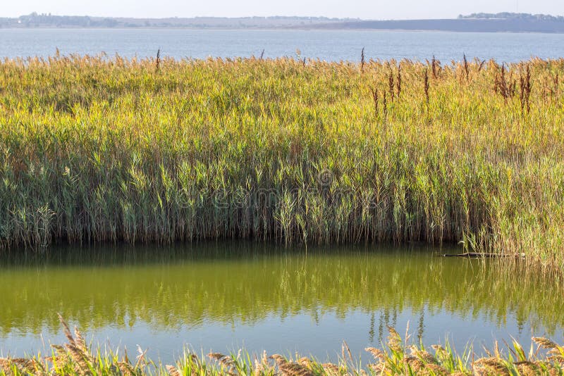 Pond with reed stock photo. Image of marsh, countryside - 146004186