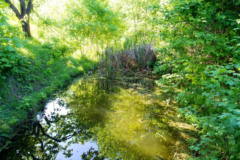 Pond with reed on sunset stock image. Image of plant - 25681305