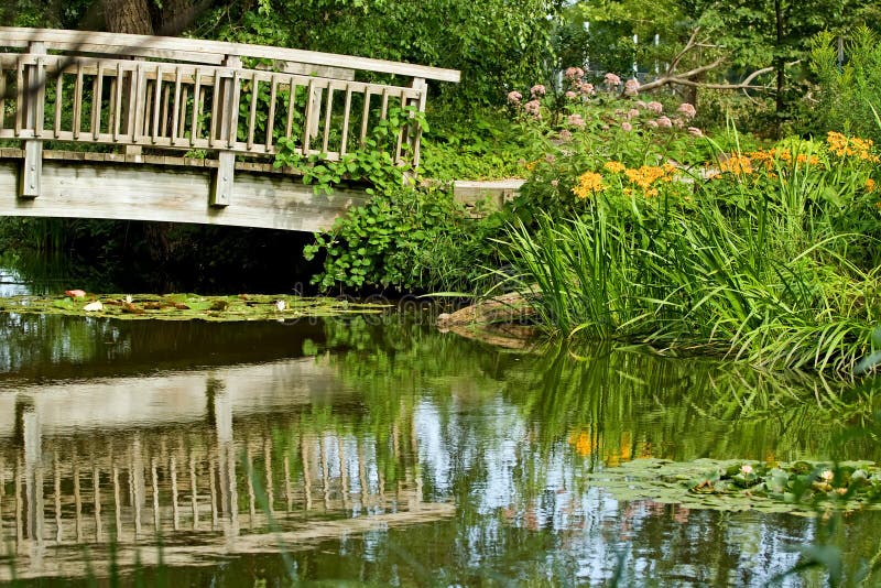 Pond Reflection stock photo. Image of lily, path, lilypad - 3774726