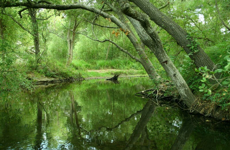 Pond reflection stock image. Image of green, vegetation - 9171849