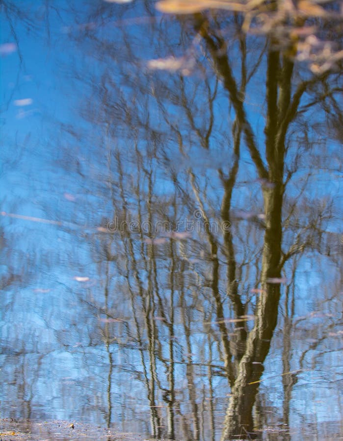 Pond reflection stock image. Image of fall, autumn, marsh - 40640197