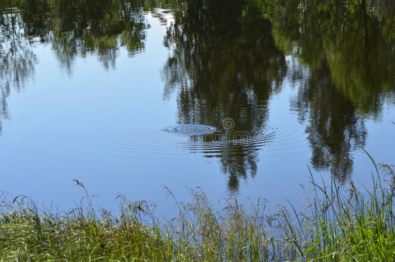 Pond with Reflection of Trees and Clouds in the Water on a Sunny Day ...