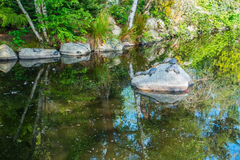 Pond Reflection and Turtles Stock Photo - Image of northwest, rock ...