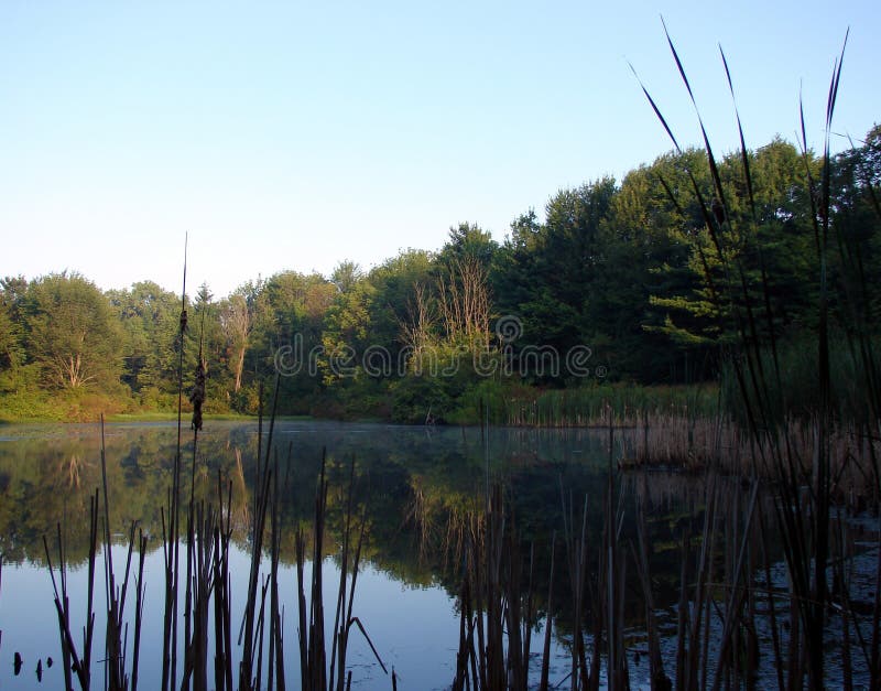 Pond Reflections stock image. Image of pond, ohio, wildlife - 1311967