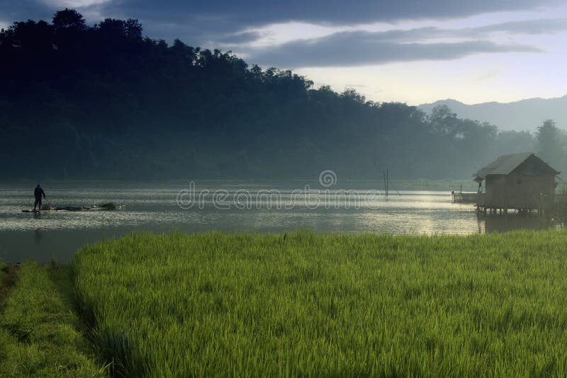 Pond and Rice Field when Sunrise Stock Image - Image of morning ...