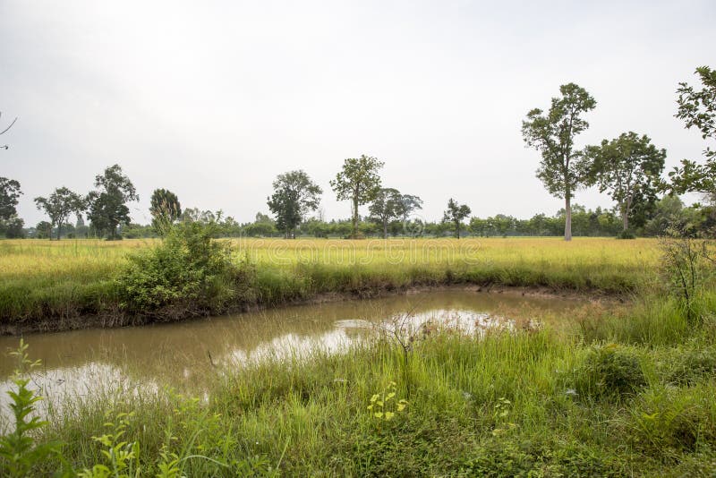 Pond beside the Rice Paddy, with Many Tree. Stock Photo - Image of ...