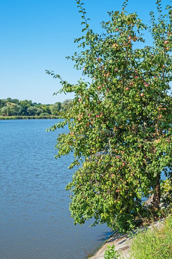 Pond rural stock photo. Image of background, green, nonurban - 82914212