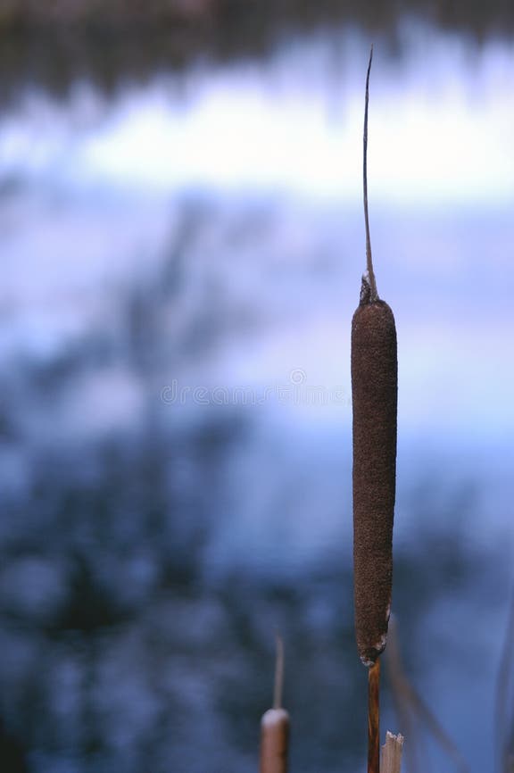 Pond Rushes stock photo. Image of pond, lake, quiet, evening - 57154
