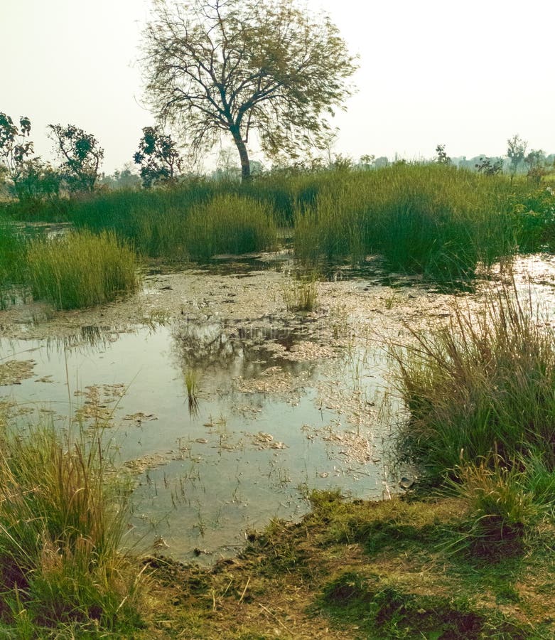 Polluted Green River Water, Polluting Nature and the Environment. Toxic ...