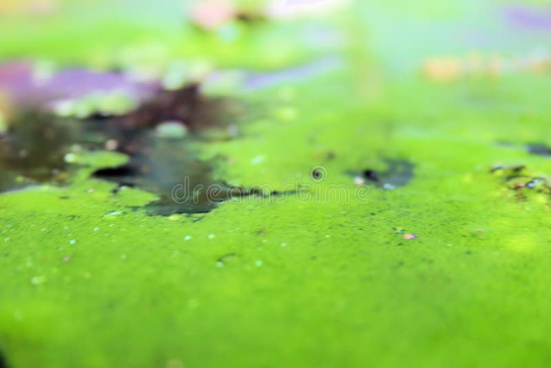 Pond Scum stock photo. Image of marsh, bright, green, slimy - 2293612