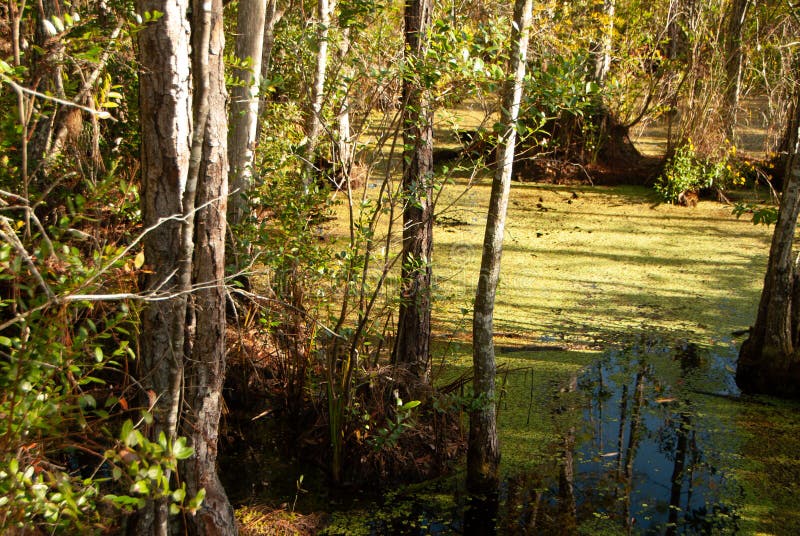 Pond scum trees stock image. Image of harmony, landscape - 134858685