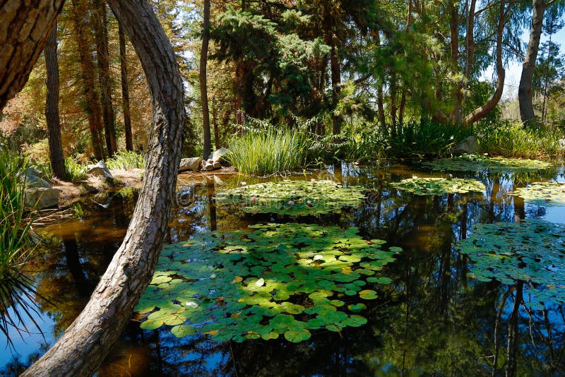 Reflective Pond stock photo. Image of trees, pond, forest - 44264124